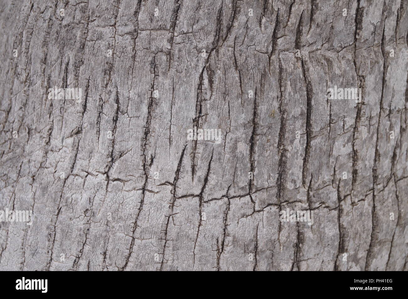 Natural Background with natural light not edited Stock Photo - Alamy