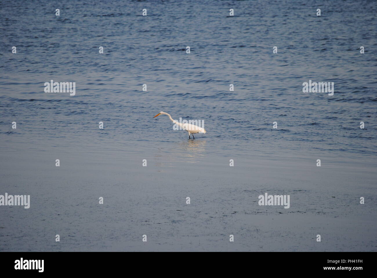Gulf of mexico coastal birds hi-res stock photography and images - Alamy