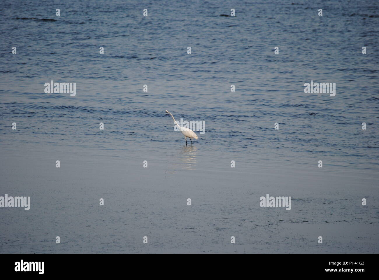 Gulf of mexico coastal birds hi-res stock photography and images - Alamy