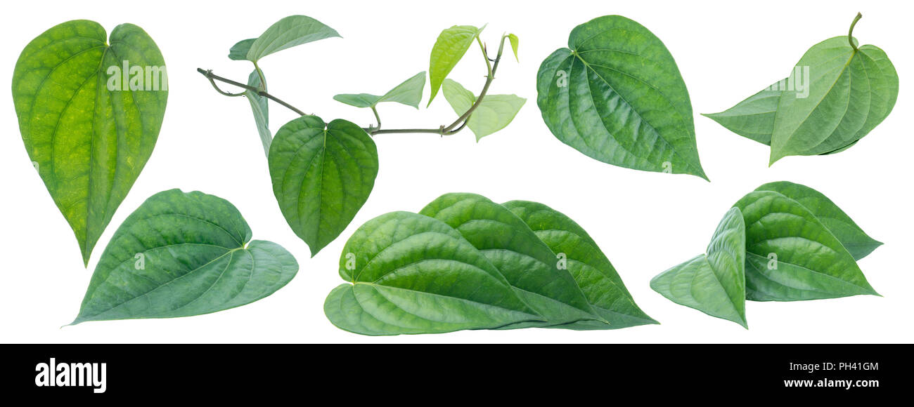 Green betel leaf isolated on the white background with clipping path ...