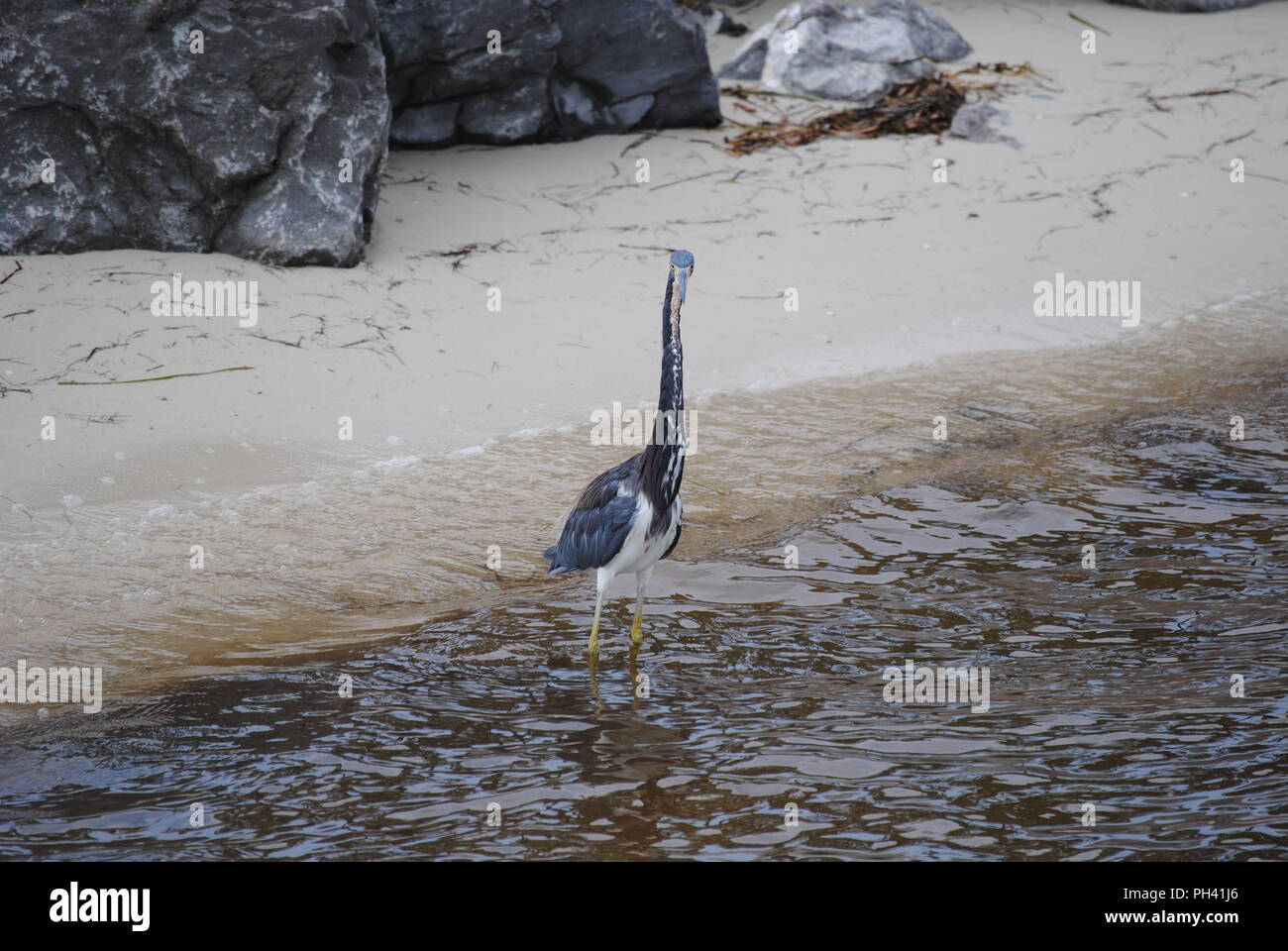 Gulf of mexico coastal birds hi-res stock photography and images - Alamy