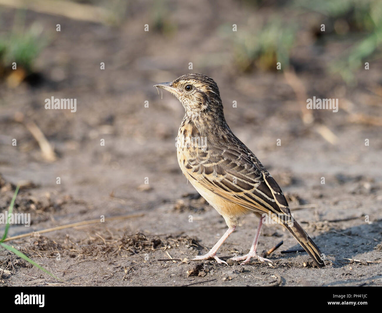 Red naped bushlark hi-res stock photography and images - Alamy