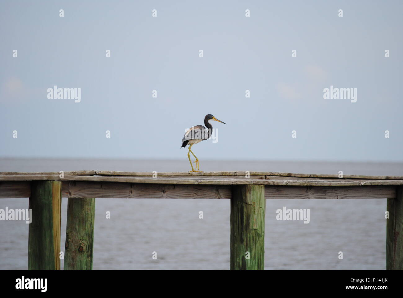 Gulf of mexico coastal birds hi-res stock photography and images - Alamy