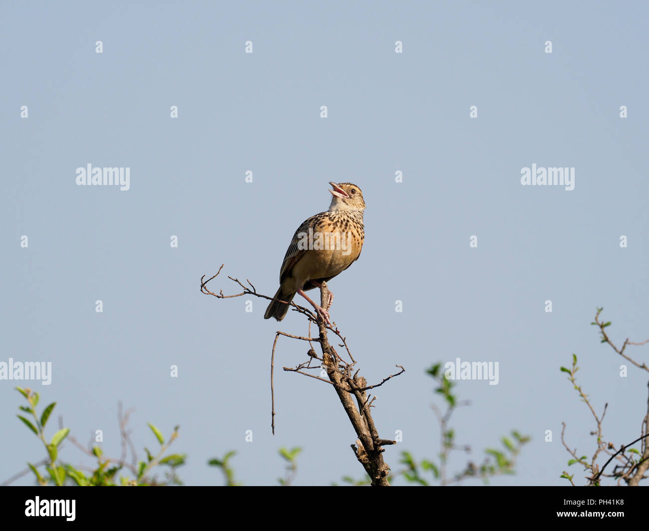 Red naped bushlark hi-res stock photography and images - Alamy