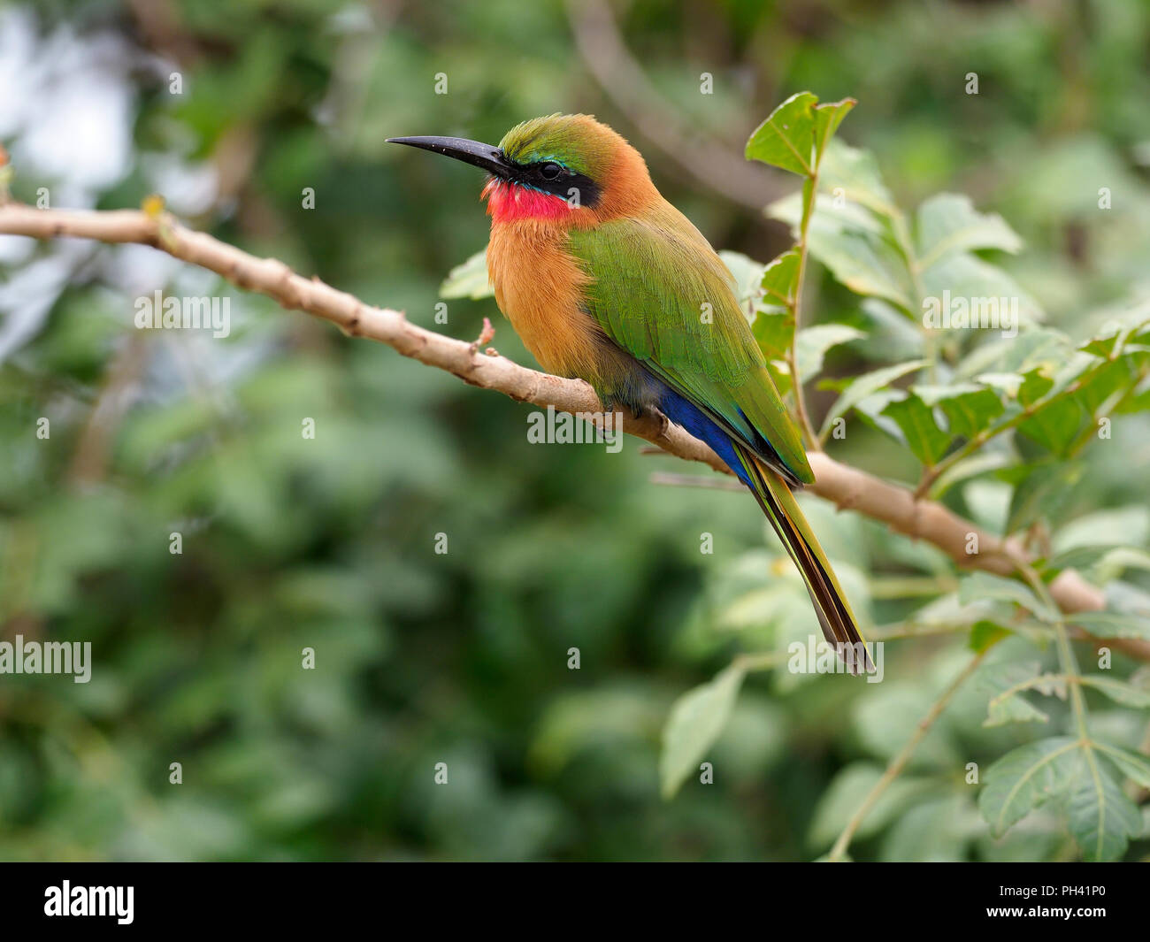 Merops bulocki hi-res stock photography and images - Alamy