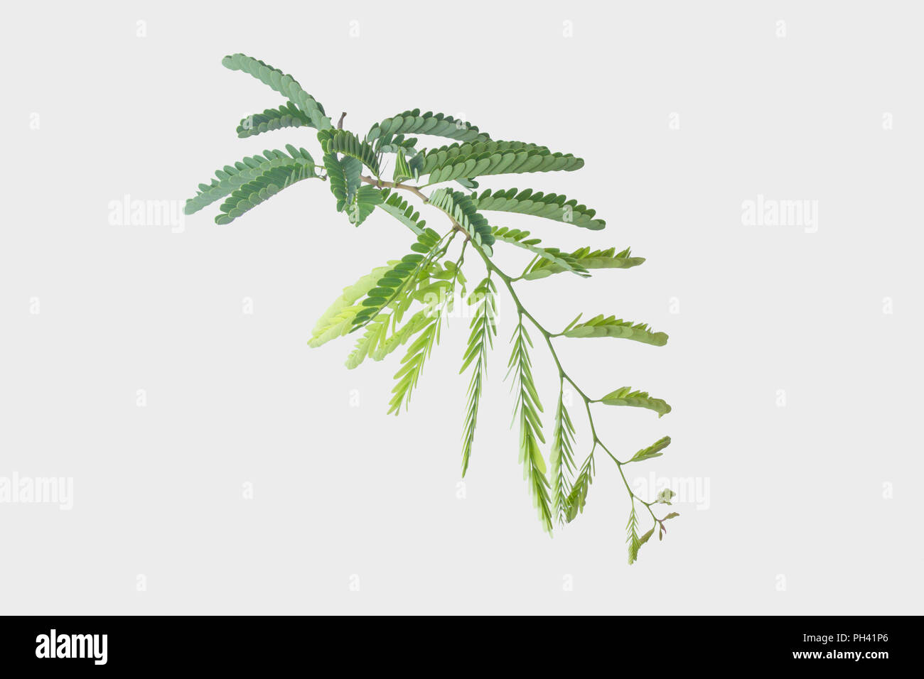 Tamarind leaves isolated on gray background with clipping path Stock ...