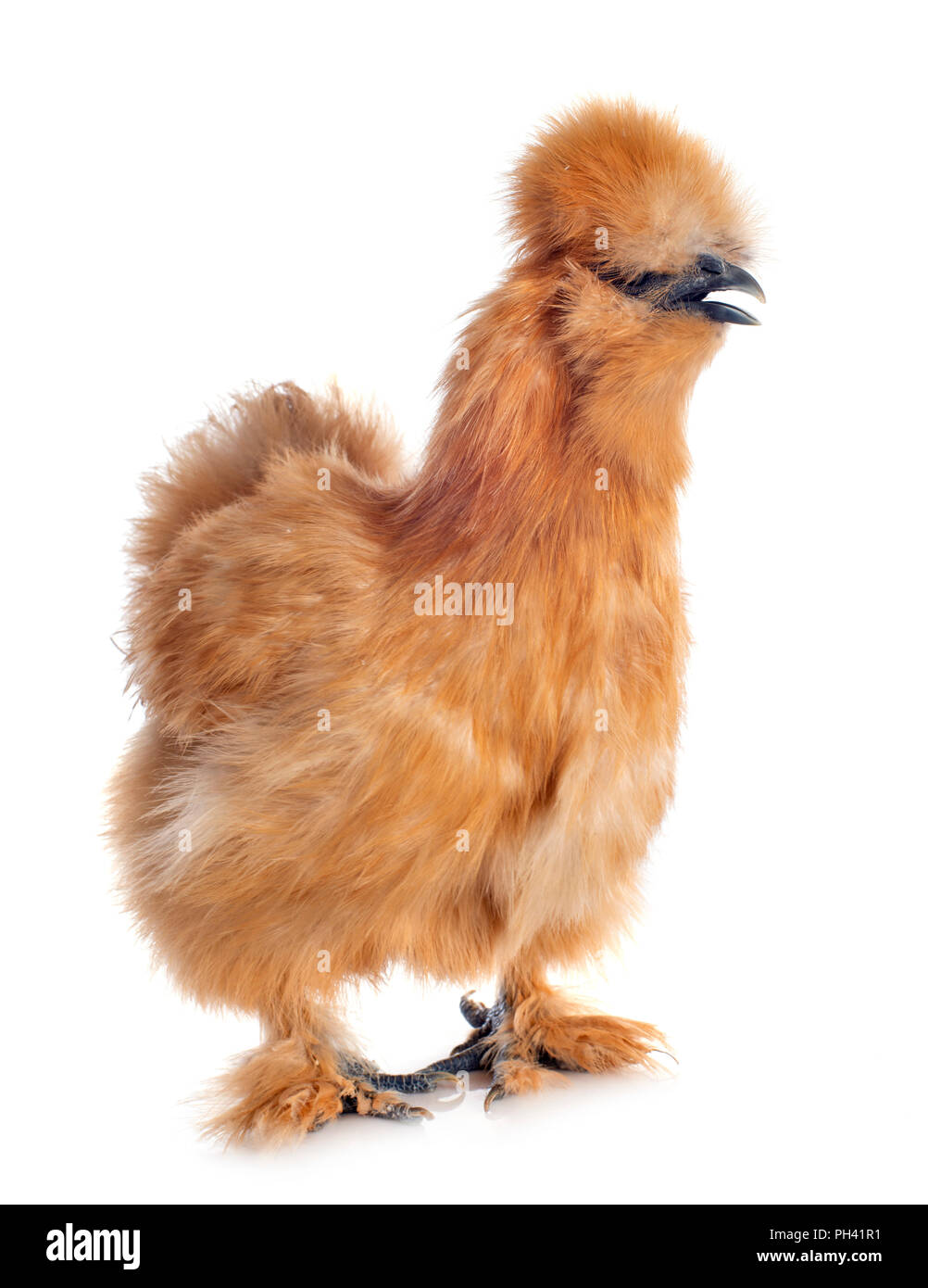 brown silkie in front of white background Stock Photo - Alamy