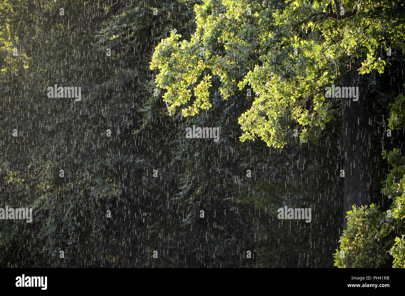 Rain and trees hi-res stock photography and images - Alamy