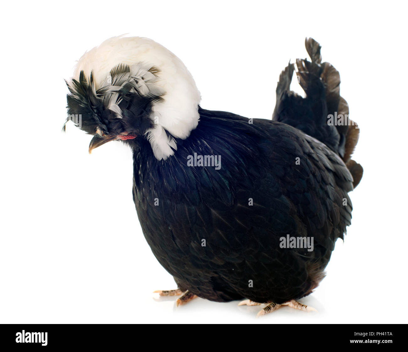 White polish rooster hi-res stock photography and images - Alamy