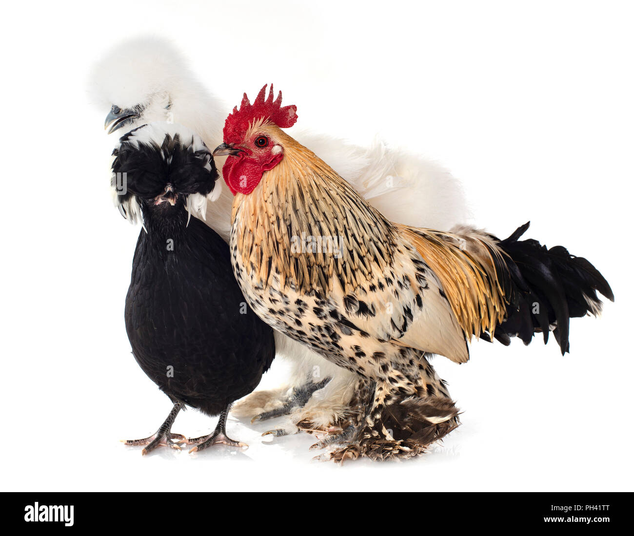 three chicken in front of white background Stock Photo - Alamy