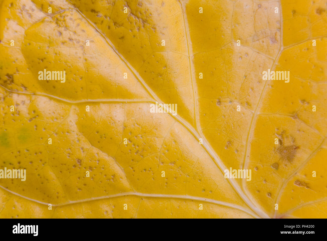 Yellow leaf with streaks photographed close-up. Patterns are made by ...