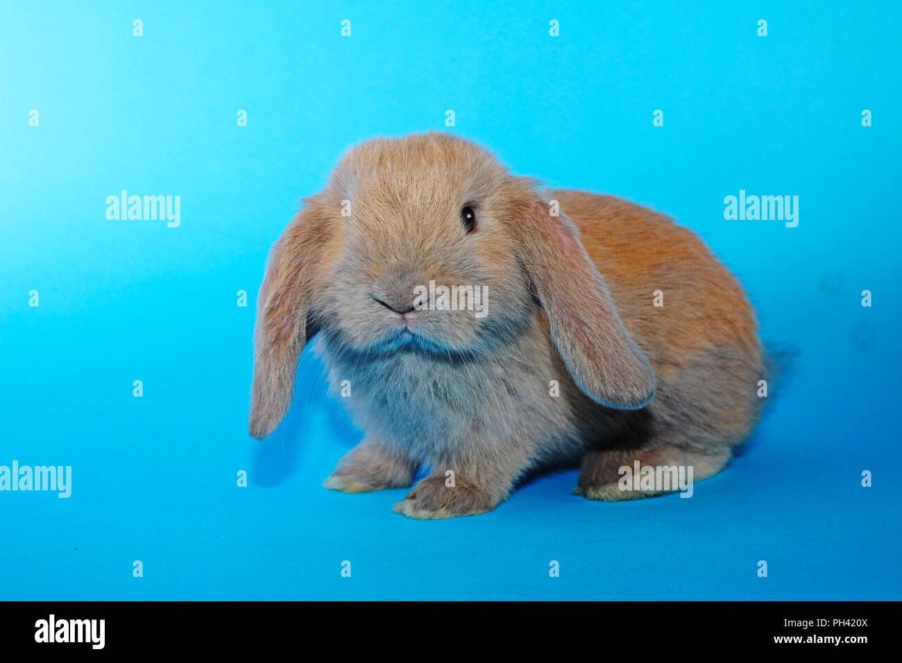 Cute bunny rabbit kit on colorful studio background. Funny lop Stock ...