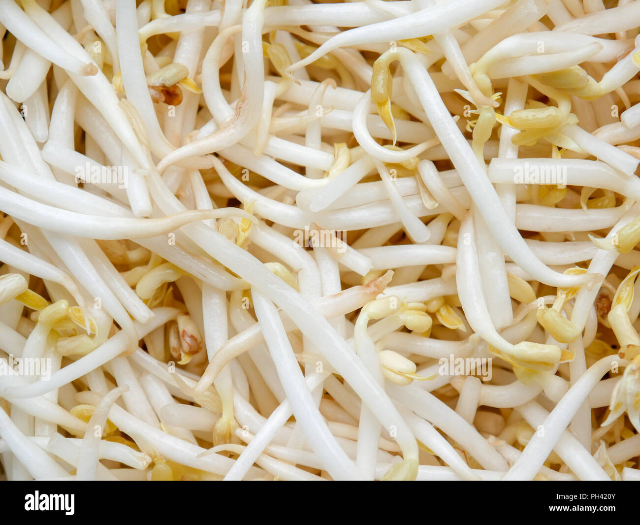 food background texture mung bean sprout Stock Photo - Alamy