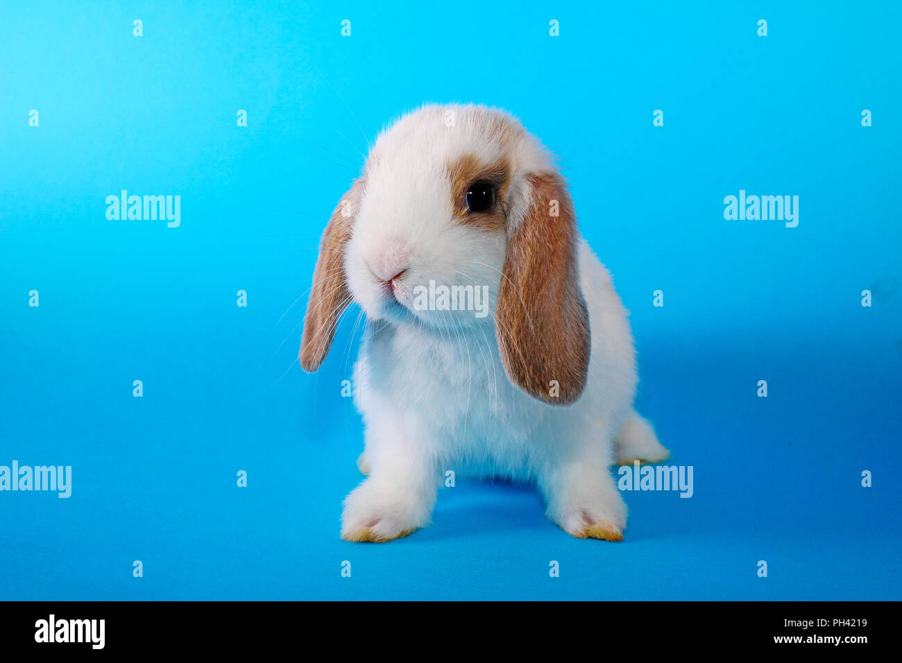 Cute bunny rabbit kit on colorful studio background. Funny lop Stock ...
