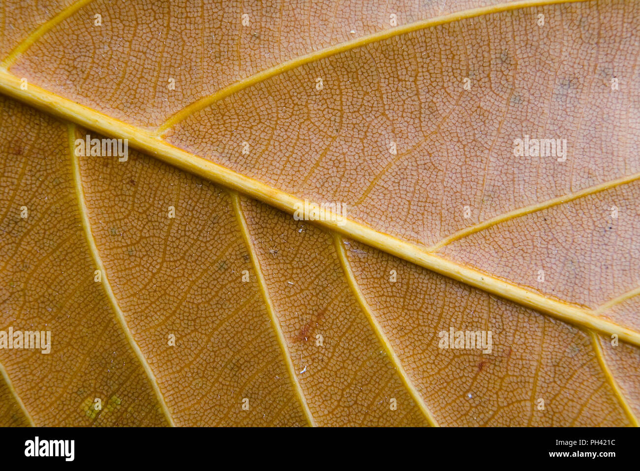 Leaf with streaks photographed close-up. Patterns are made by nature ...
