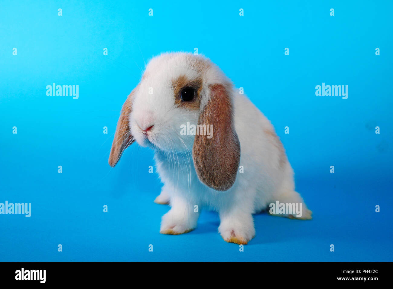Cute bunny rabbit kit on colorful studio background. Funny lop Stock ...