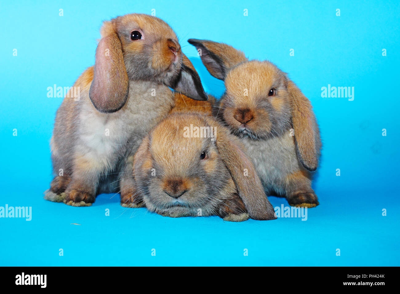 Cute bunny rabbit kit on colorful studio background. Funny lop Stock ...