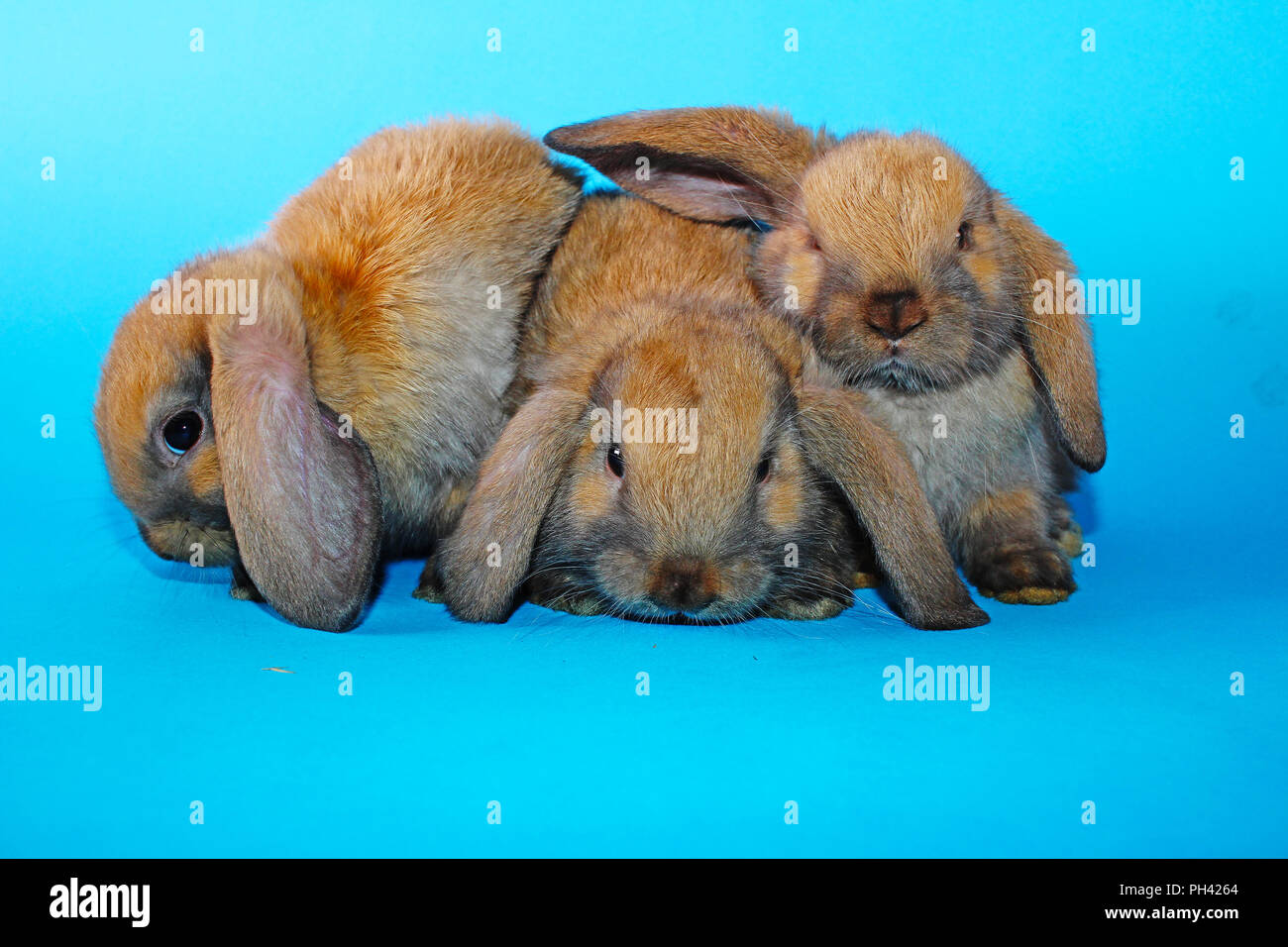 Cute bunny rabbit kit on colorful studio background. Funny lop Stock ...