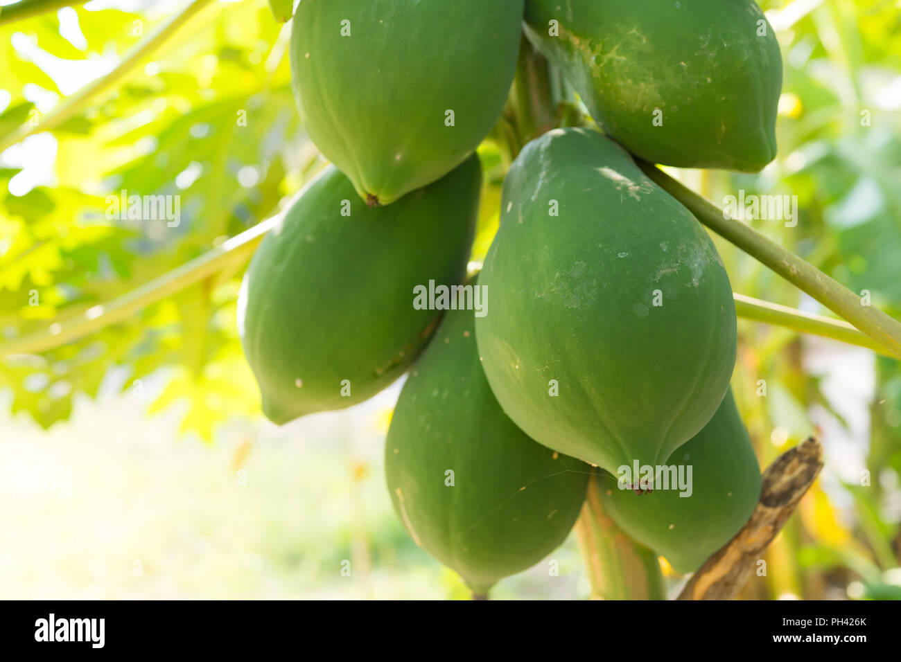 Closeup to raw fresh green papaya on the tree Stock Photo - Alamy