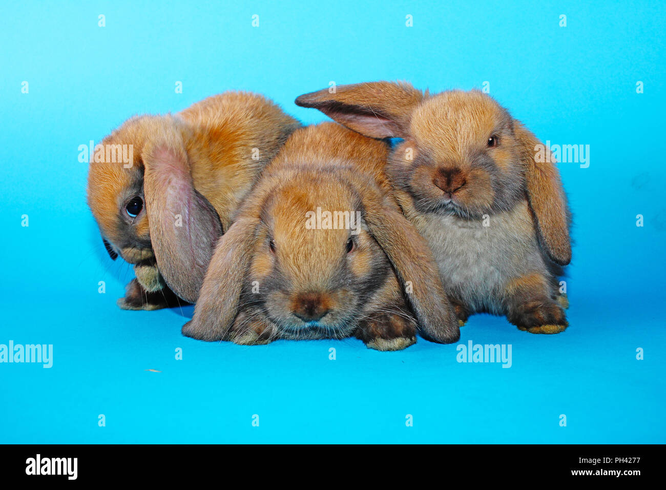 Cute bunny rabbit kit on colorful studio background. Funny lop Stock ...