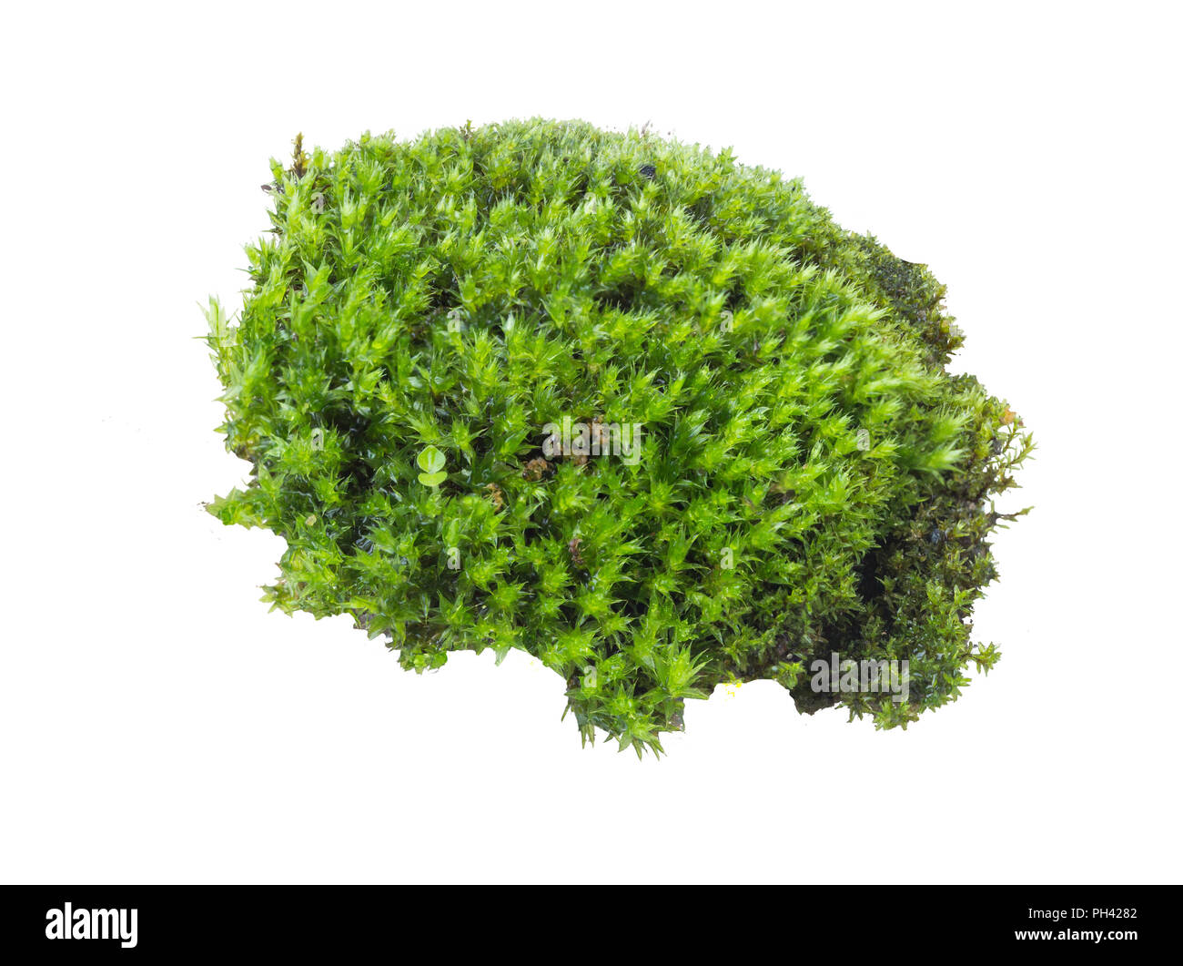 Green moss isolated on white background, clipping path Stock Photo - Alamy