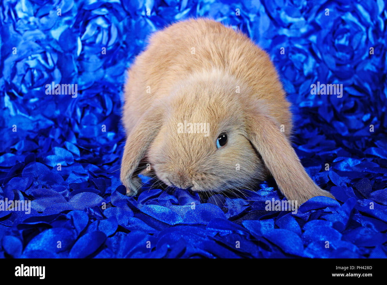 Cute bunny rabbit kit on colorful studio background. Funny lop Stock ...