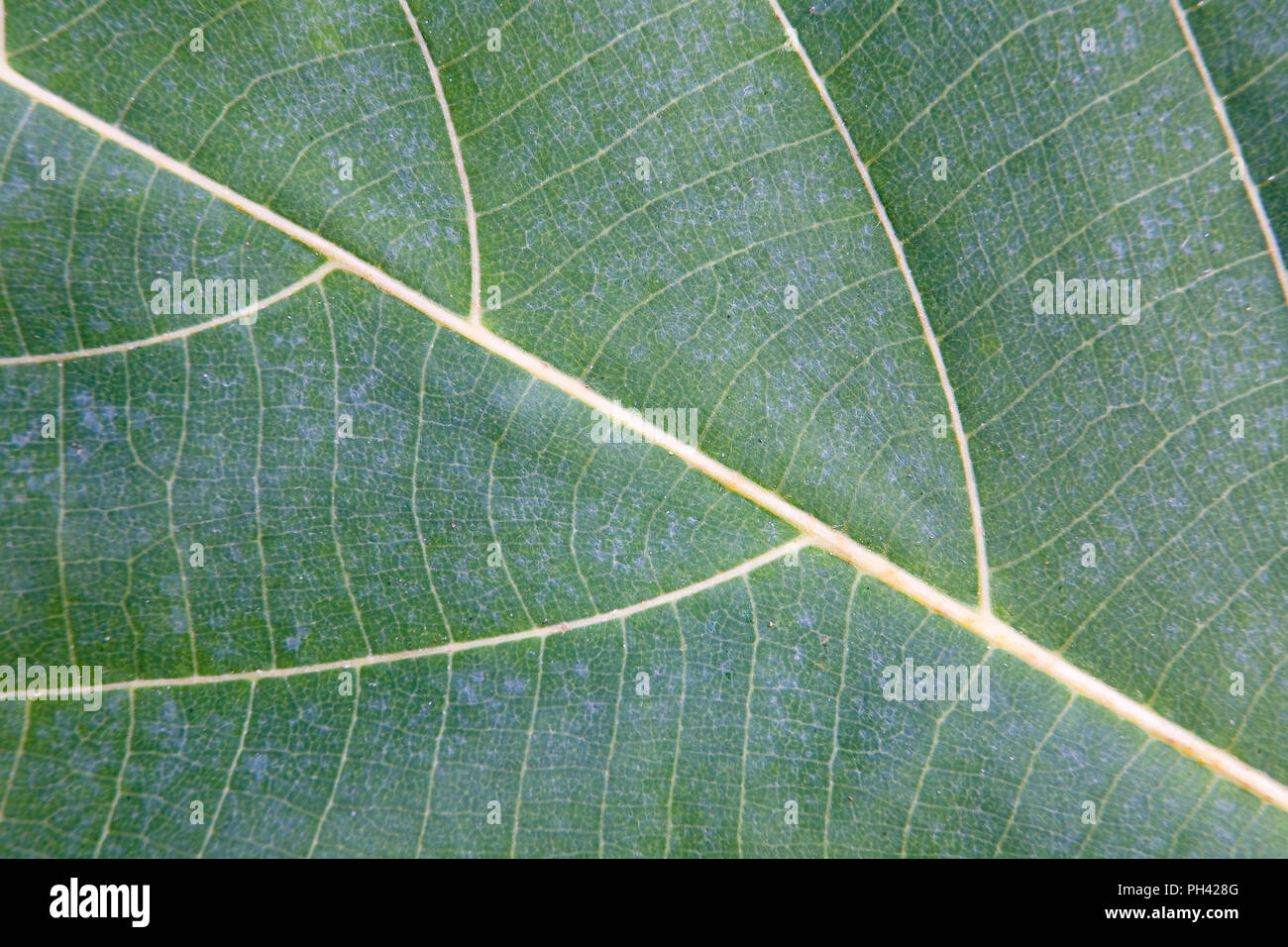 Leaf of an exotic plant close-up. The nature of Thailand Stock Photo ...