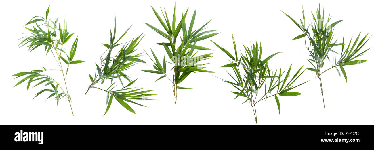bamboo isolated on white background Stock Photo - Alamy