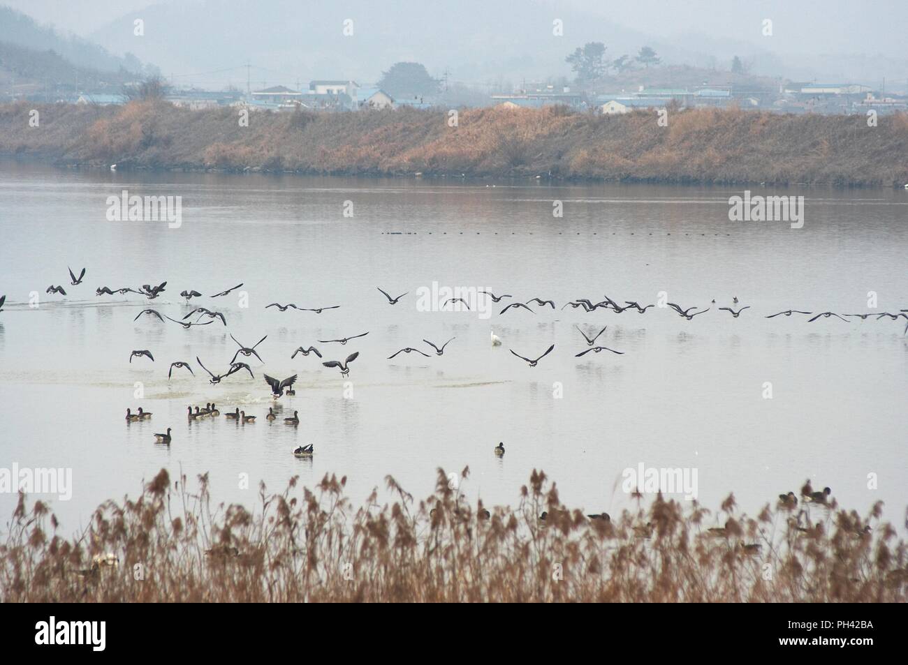 Birds flying at altitude hi-res stock photography and images - Alamy