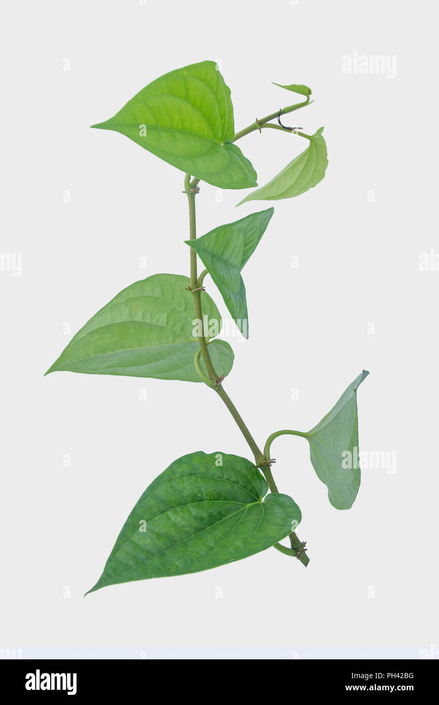 Green betel leaf isolated on the gary background with clipping path ...