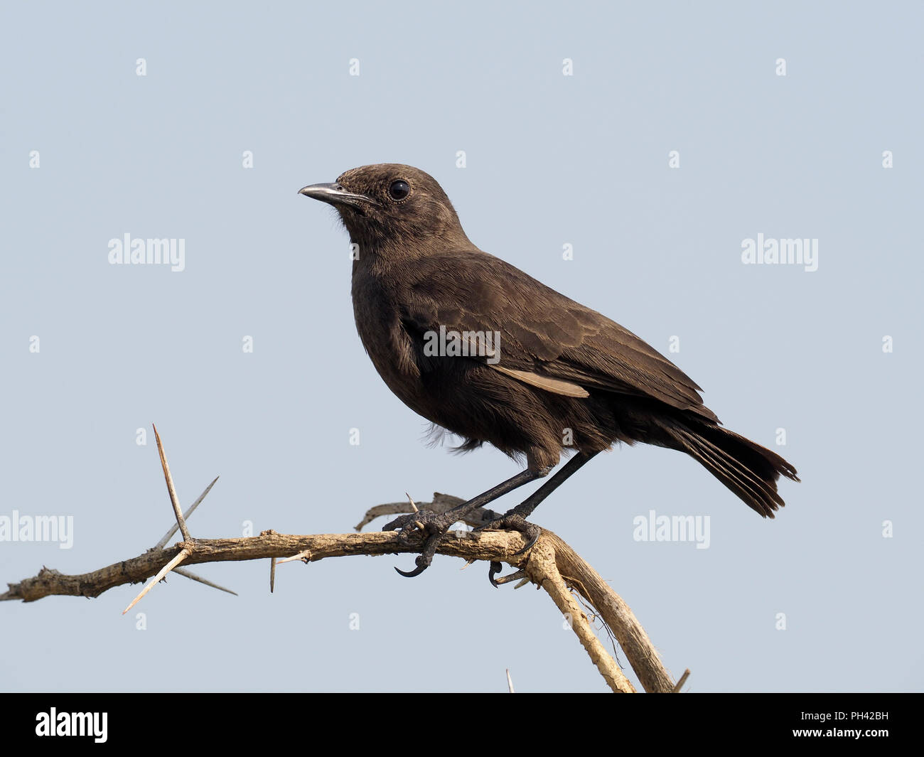 Sooty chat, Myrmecocichla nigra, Single female on branch, Uganda ...