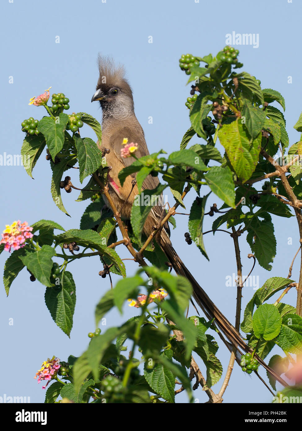 Single mousebird hi-res stock photography and images - Alamy