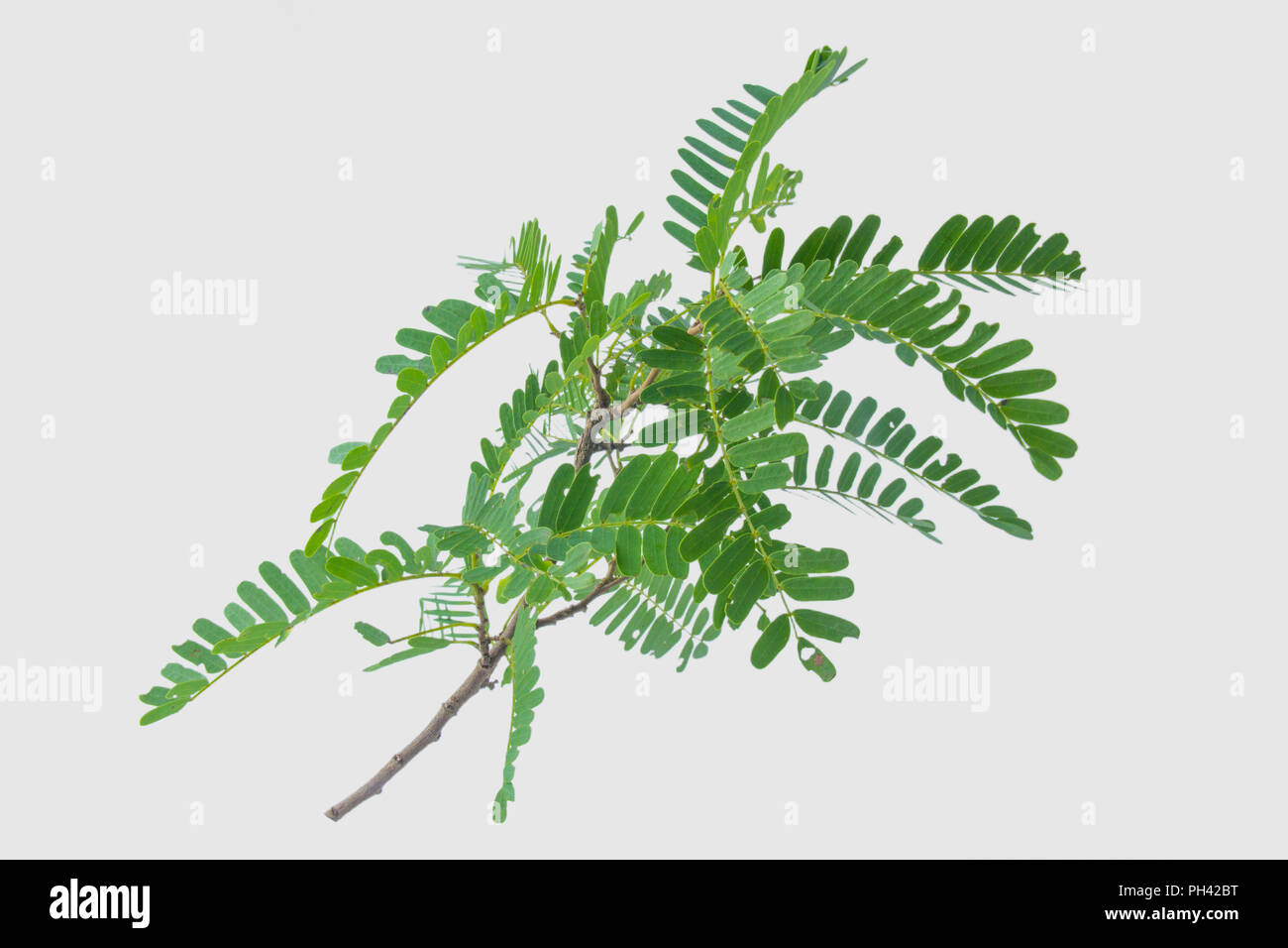 Tamarind leaves isolated on gray background with clipping path Stock ...