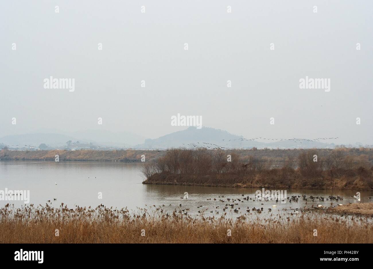 Peaceful swimming of migrating birds in Junam reservoir, Korea Stock ...