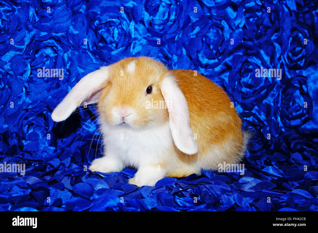 Cute bunny rabbit kit on colorful studio background. Funny lop Stock ...