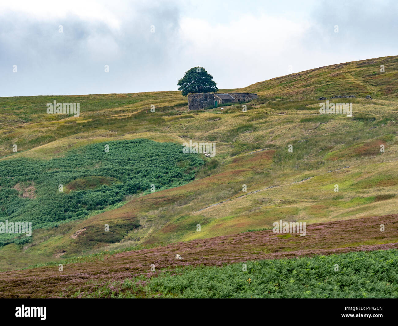 Top Withens, also Top Withins, seen from the Bronté Way, thought to be ...