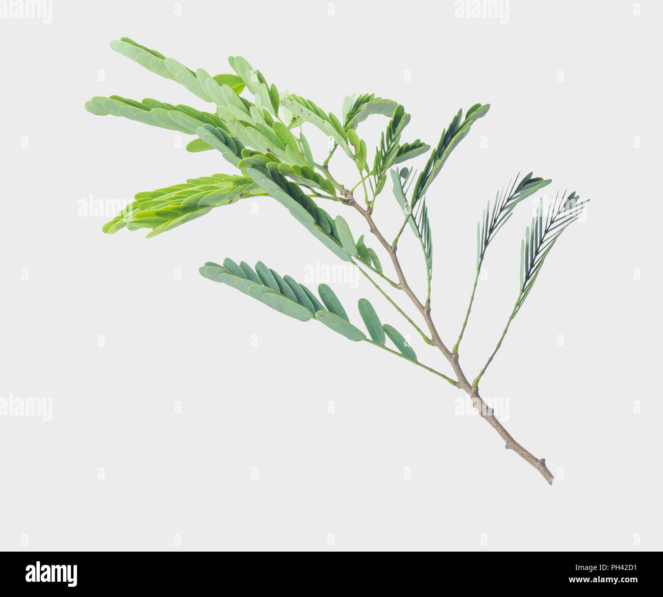 Tamarind leaves isolated on gray background with clipping path Stock ...