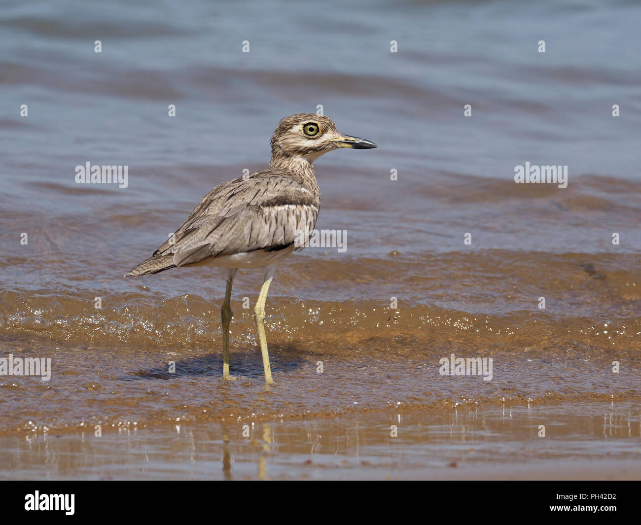 Water dikkop or thick-knee, Burhinus vermiculatus, Single bird by water ...