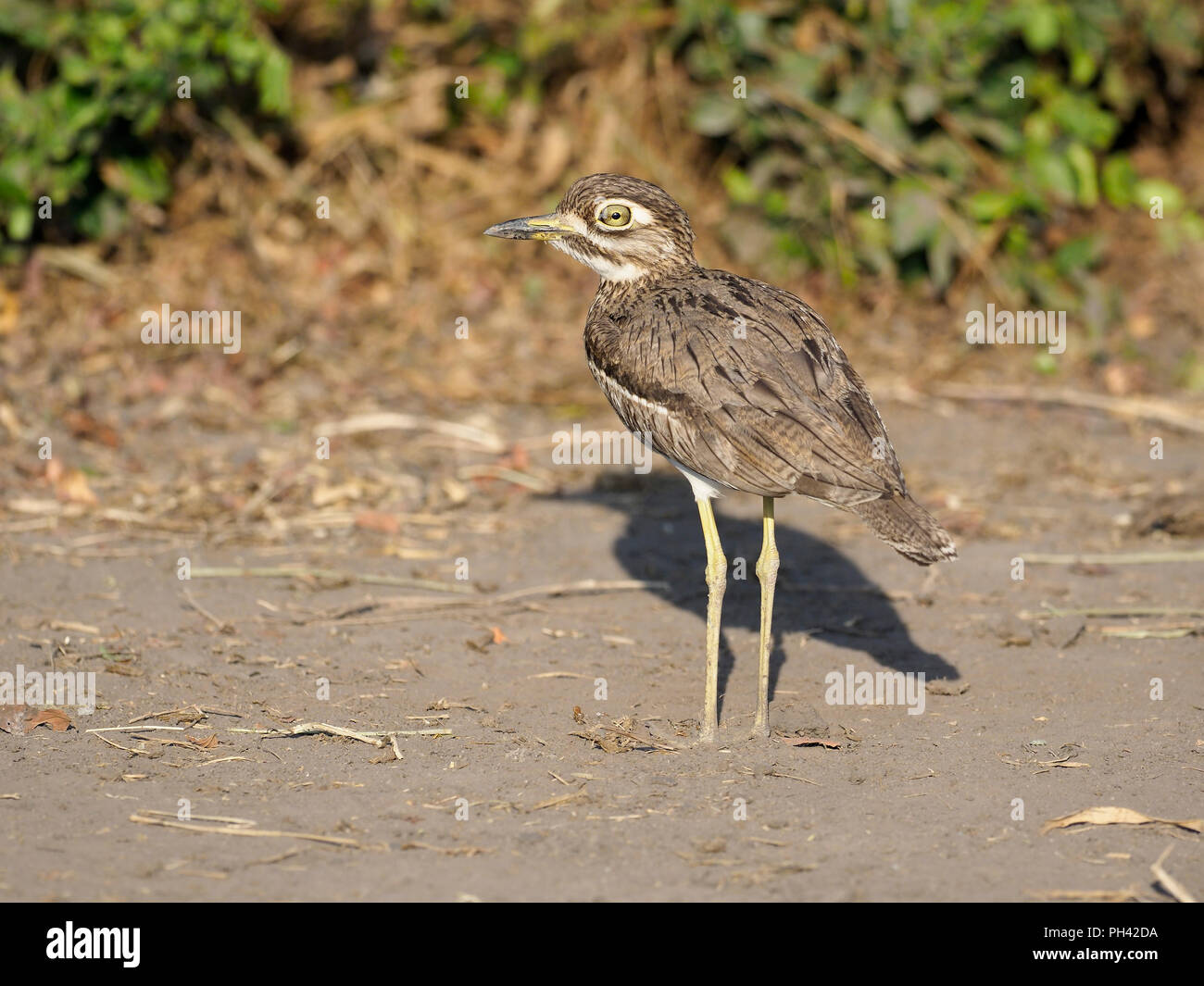 Water dikkop or thick-knee, Burhinus vermiculatus, Single bird on ...