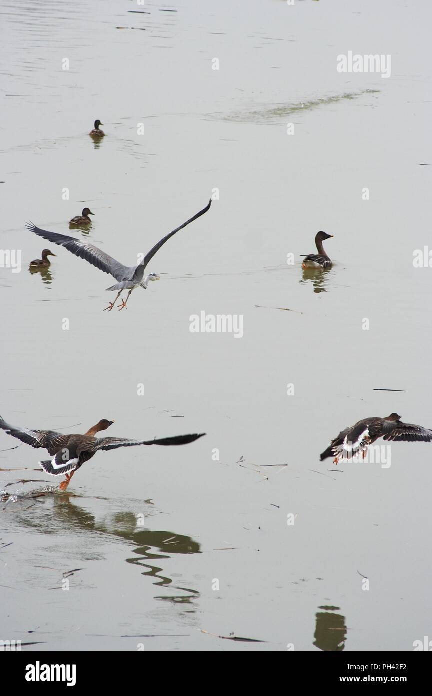Dynamic take off of birds, Junam reservoir, Korea Stock Photo - Alamy