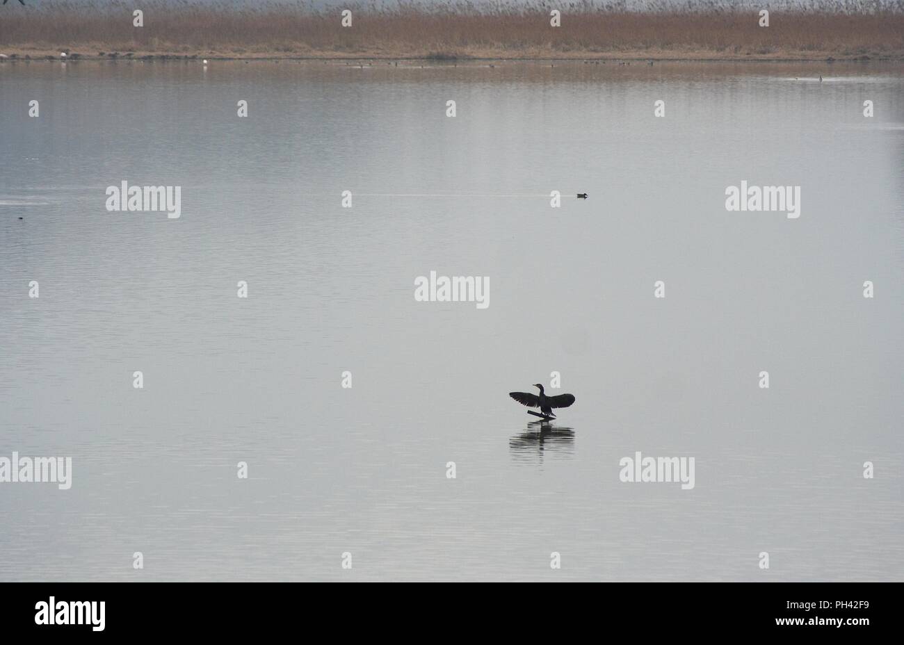 A bird make a balance on a floating matter in the middle of water ...