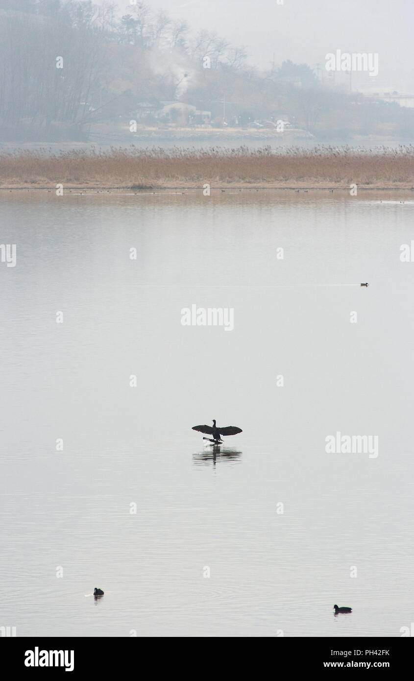 A bird make a balance on a floating matter in the middle of water ...