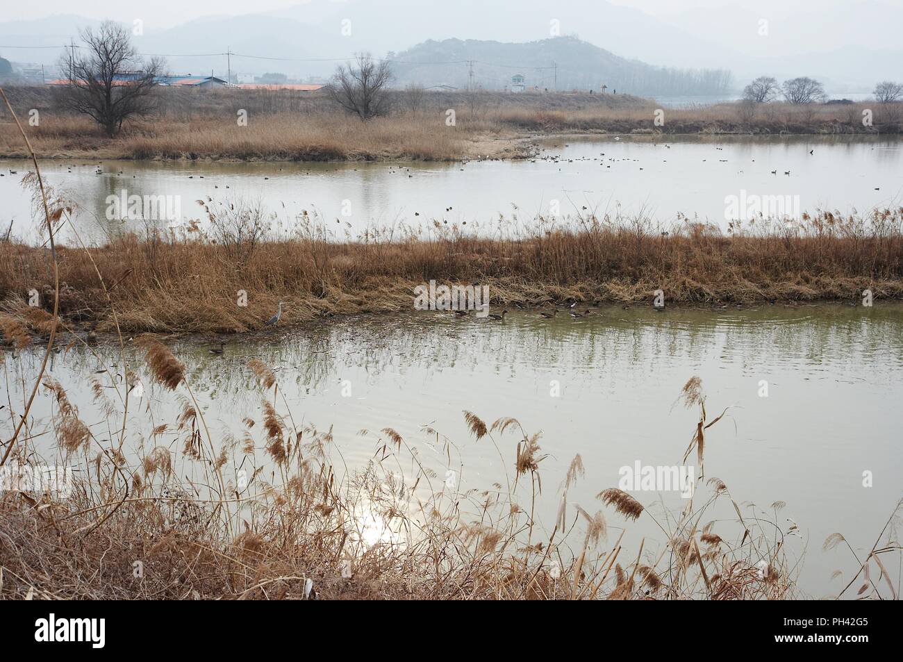 A wide view of Junam reservoir, habitat of migrating birds in the ...