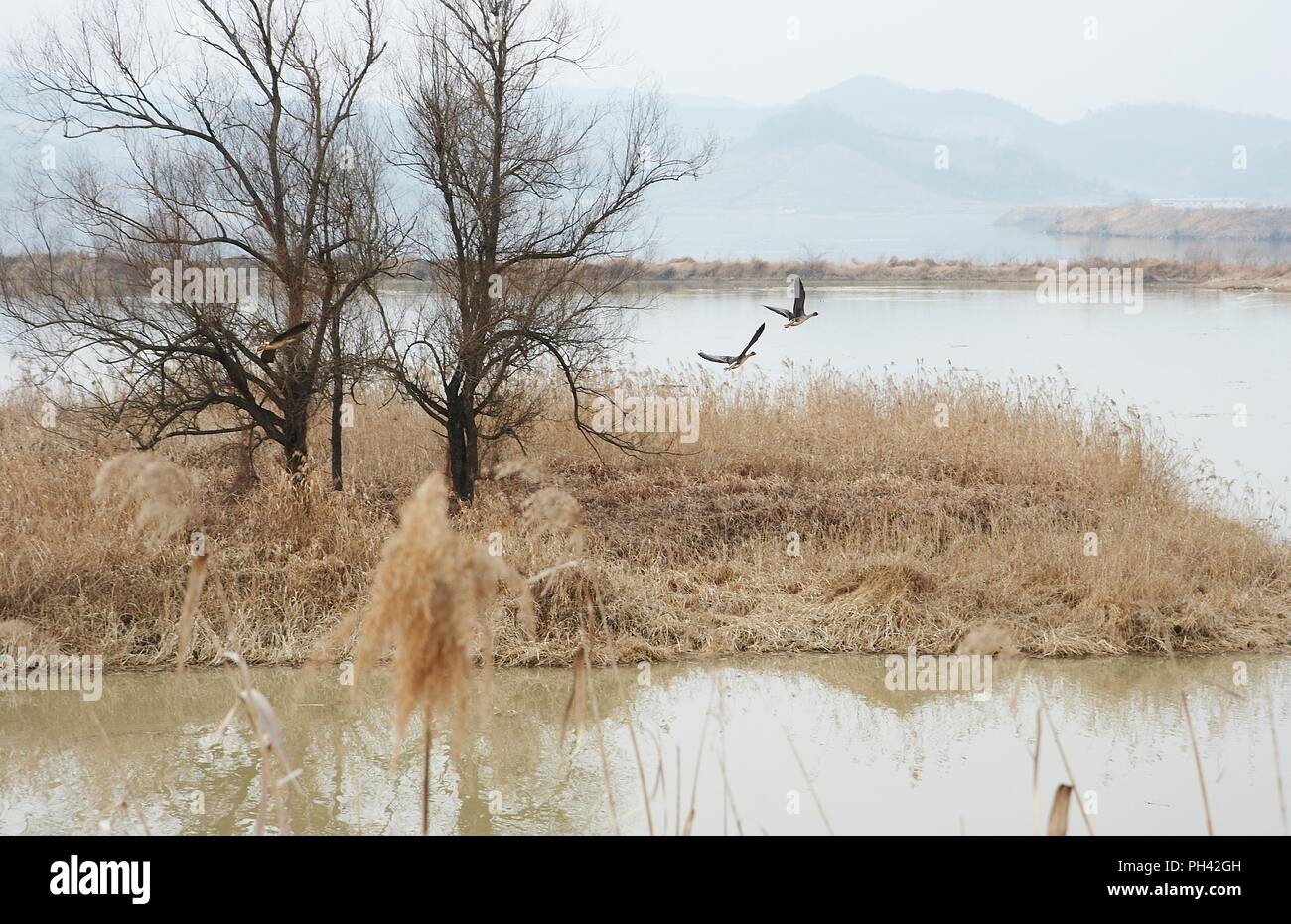 Migrating birds are flying around reservoir, Junam reservoir, Korea ...