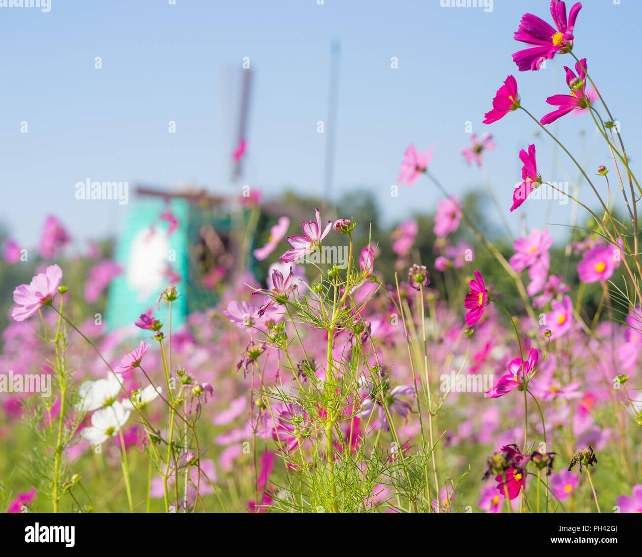 Pretty in pink film hi-res stock photography and images - Alamy