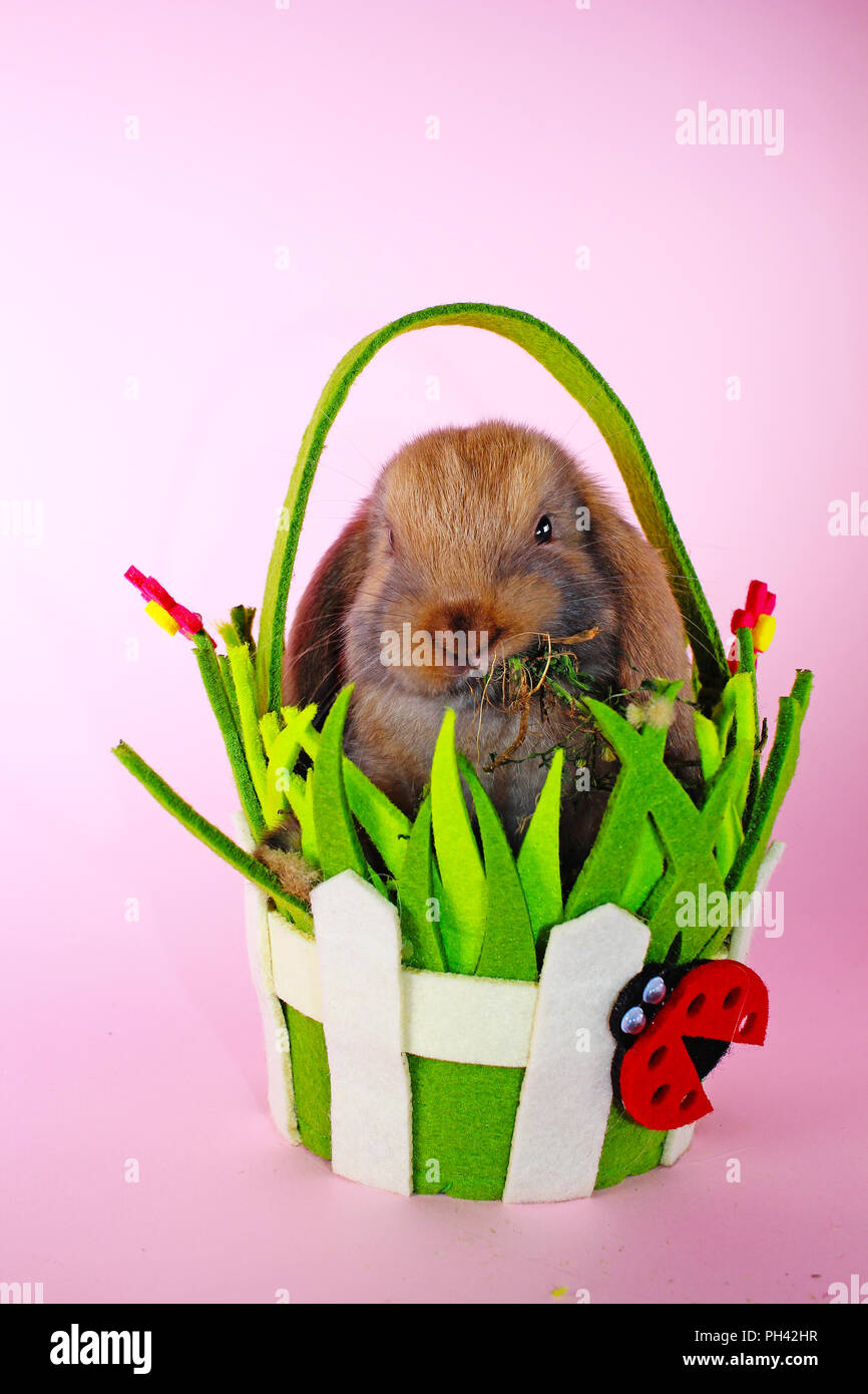 Cute bunny rabbit kit on colorful studio background. Funny lop Stock ...