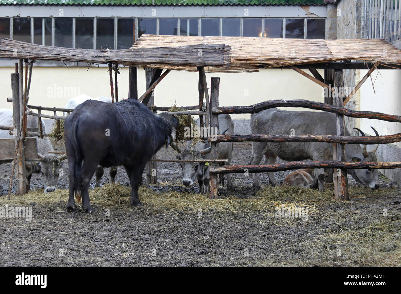 Old farm with cow cattle livestock animals Stock Photo - Alamy