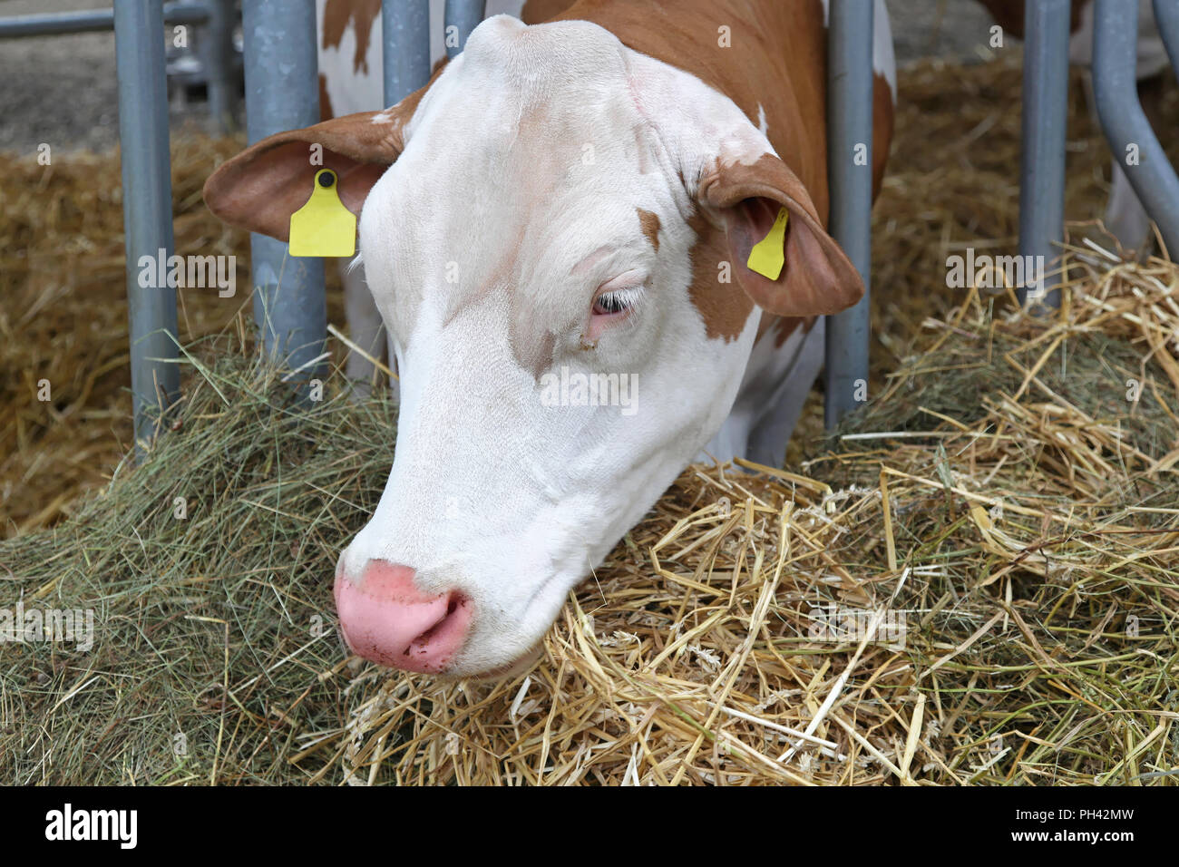 Cow eating hay in farm barn Stock Photo - Alamy