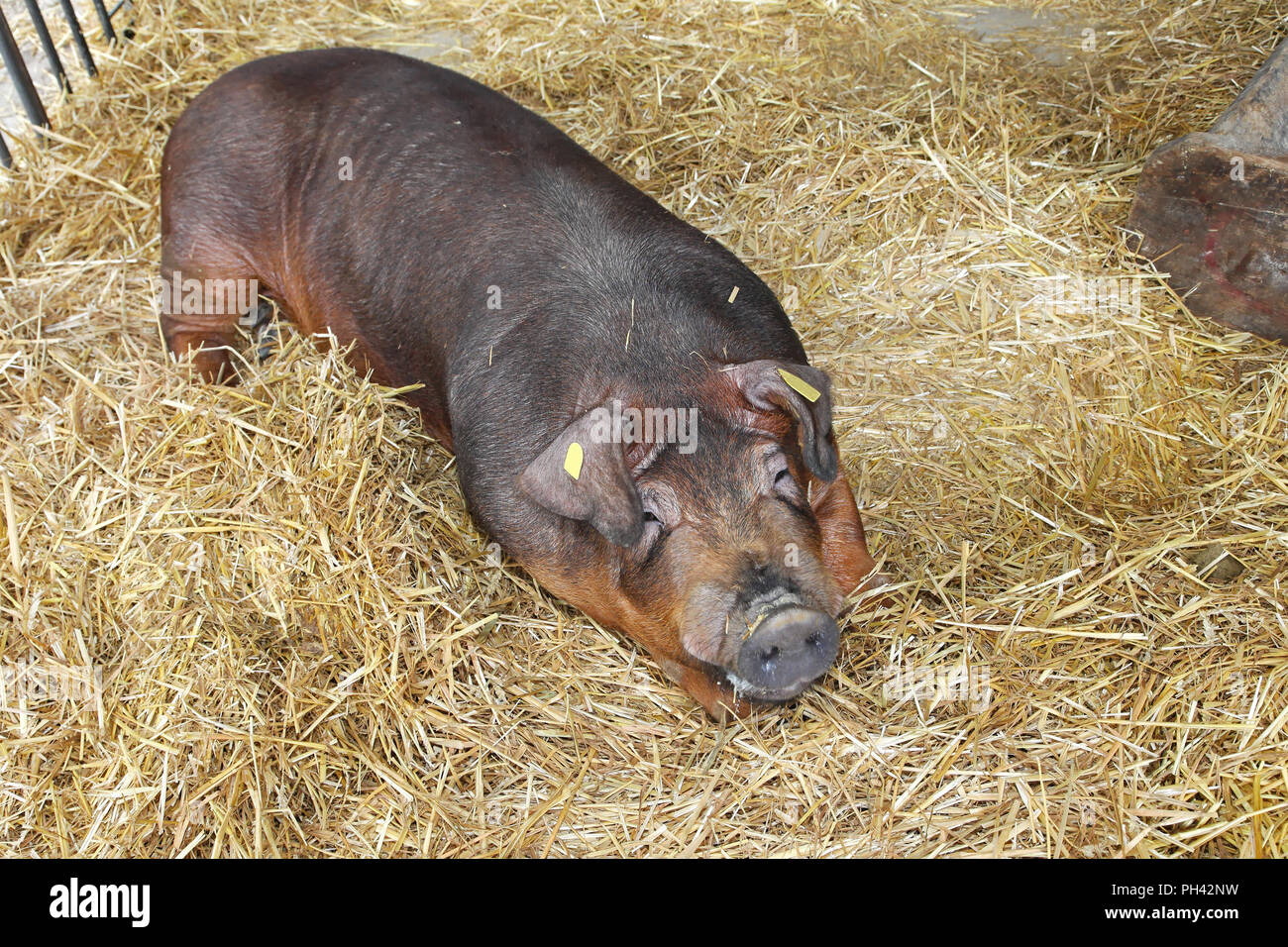 One brown pig at laying at hay in pen Stock Photo - Alamy