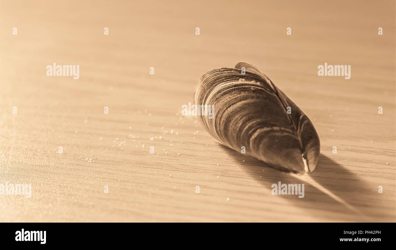 Clam structure hi-res stock photography and images - Alamy
